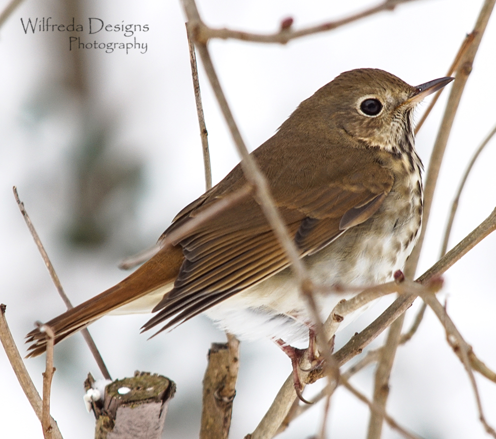 My Backyard Birds: My First Hermit Thrush and My Big Year