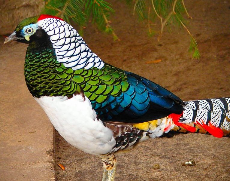 CRIAÇÃO DE ANIMAIS: Criação de Faisão Lady (Chrysolophus amherstiae)