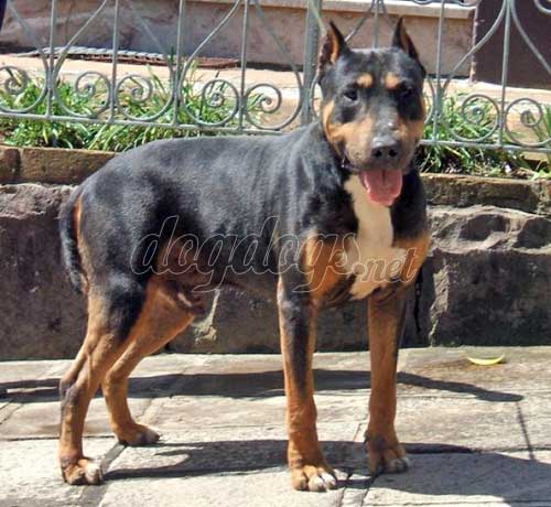 Blog Interessante: Dogue brasileiro - Brazilian dogo - Brazilian dogge