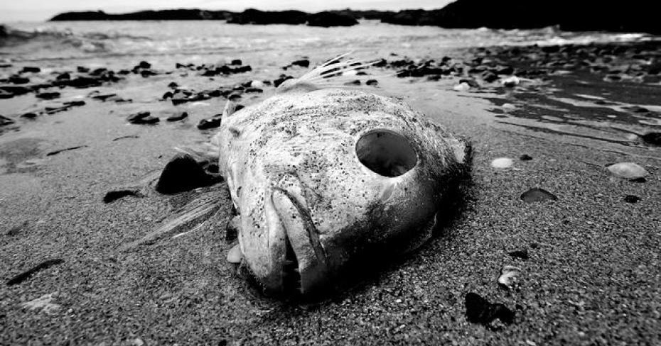 The Big Wobble : The dying west coast of the U.S! Now cod populations ...