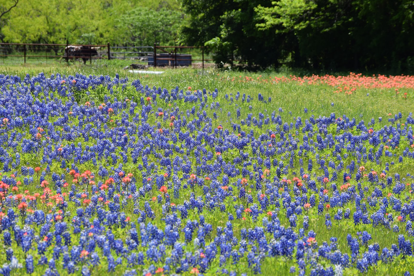 Travel for Life: Texas—Visiting Ennis for Bluebonnet Trails Festival (2019)