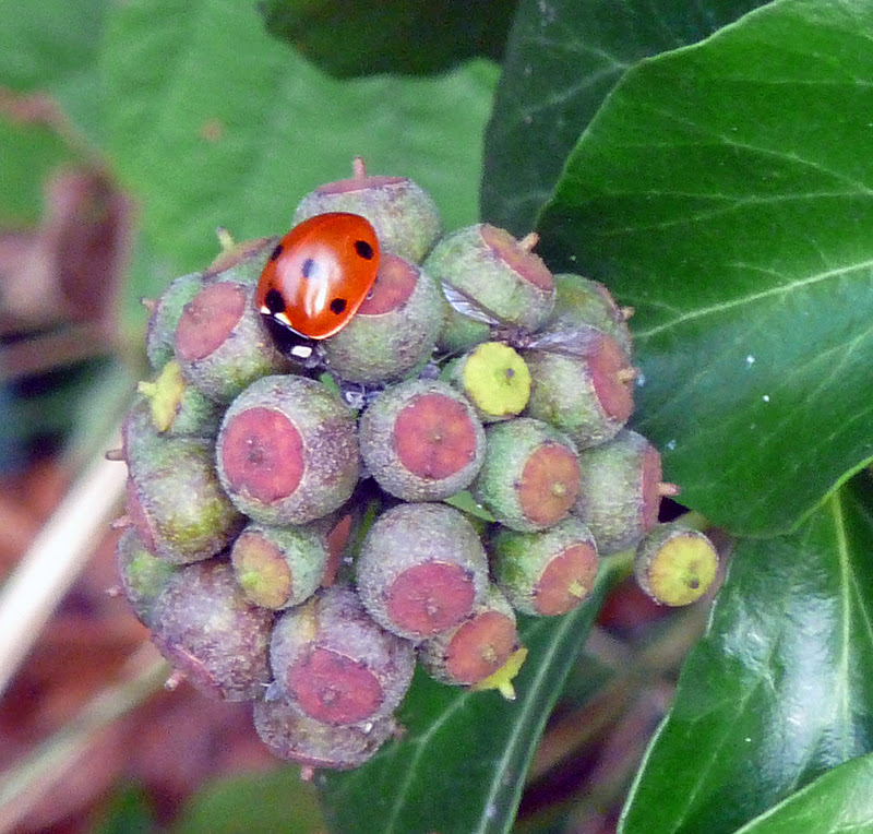 Wild and Wonderful: Eye-catching Insects (7): Ladybird