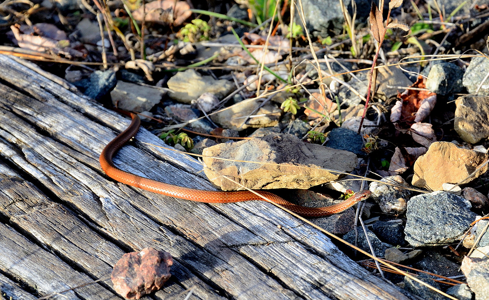 Turbo's Track and Photo Tour: Red-bellied Snake, Super Moon, Pheasants ...