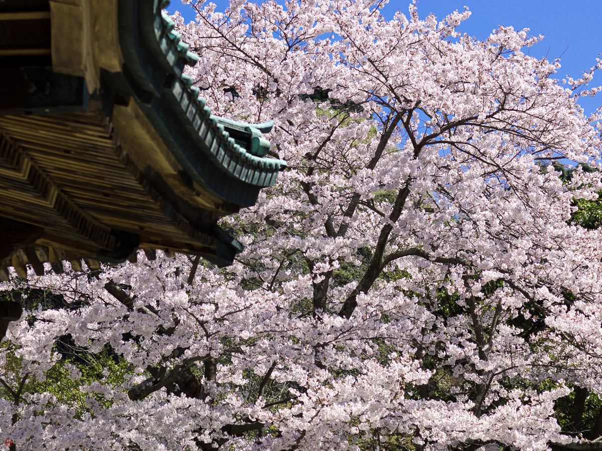 FROM THE GARDEN OF ZEN: Sakura blossoms: Kencho-ji