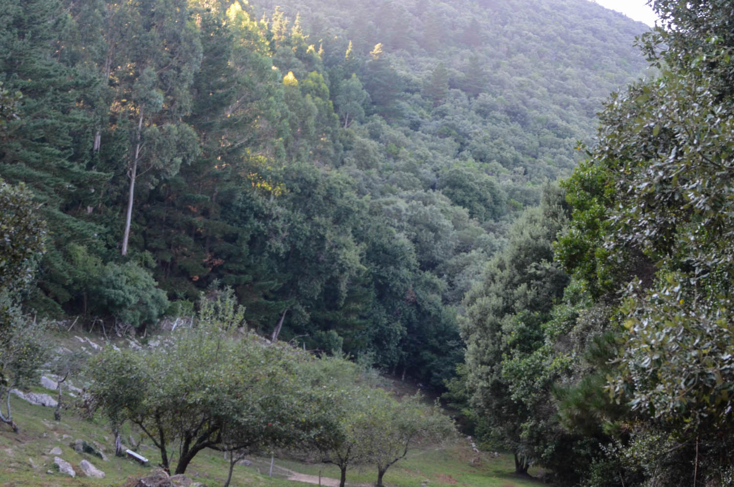 ALMANAQUE NATURAL: Los Encinares más norteños