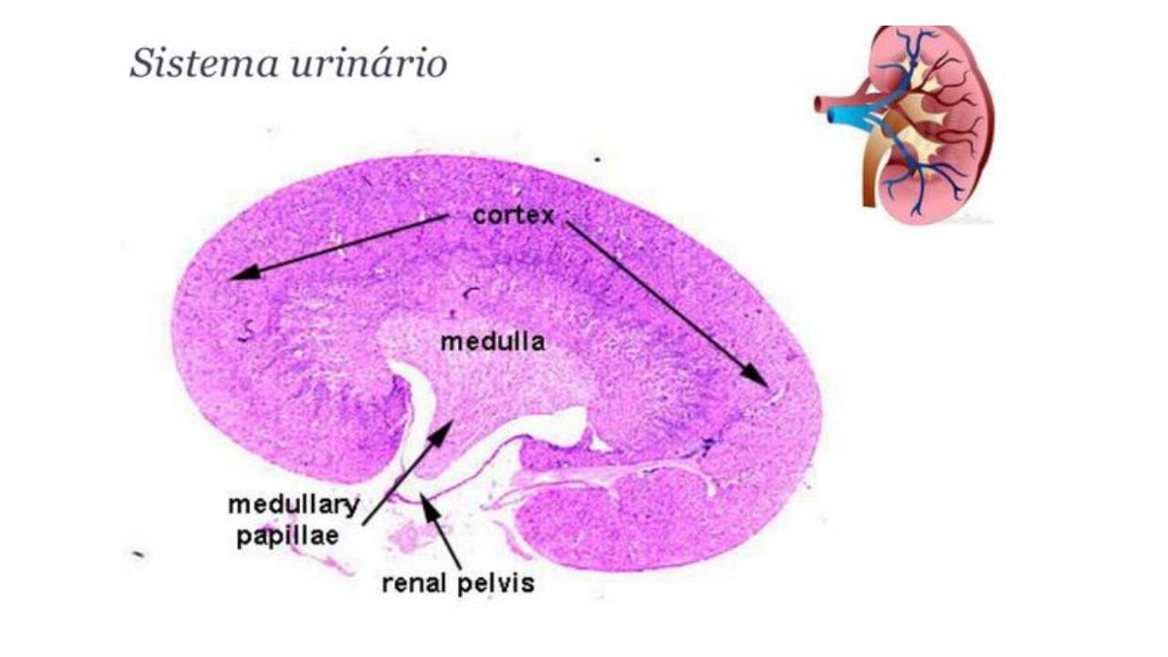 HISTOLOGIA90: RIM NORMAL E GLOMERULONEFRITES