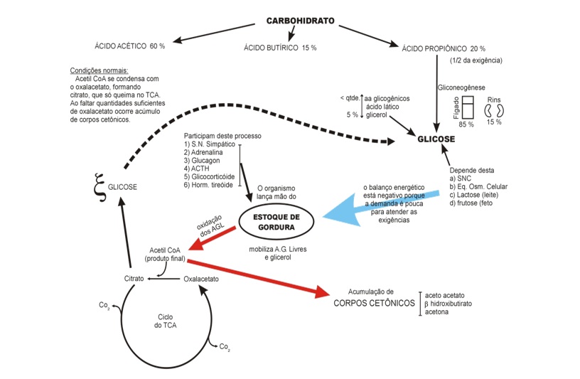 Wilmar Marçal: HIPOGLICEMIA DA VACA LEITEIRA (CETOSE)
