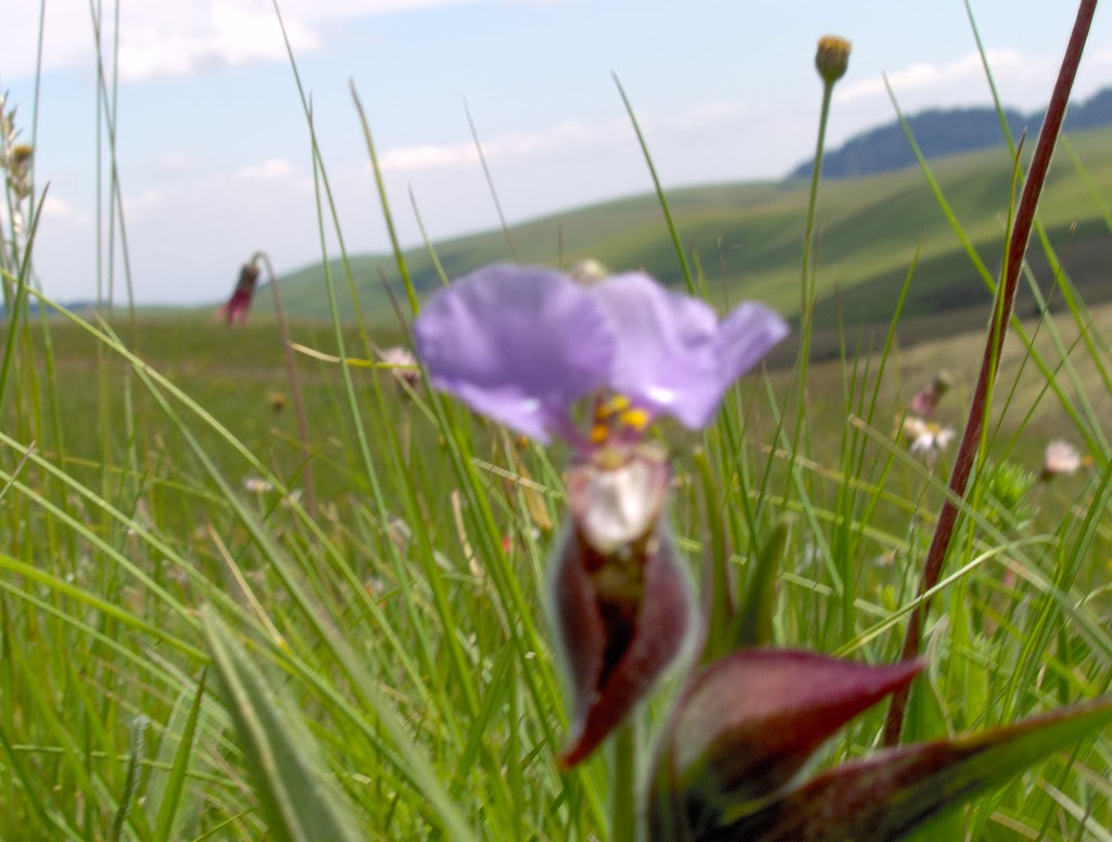 KITULO NATIONAL PARK- The Garden Of God in TANZANIA ~ Ukarimu Blog ...