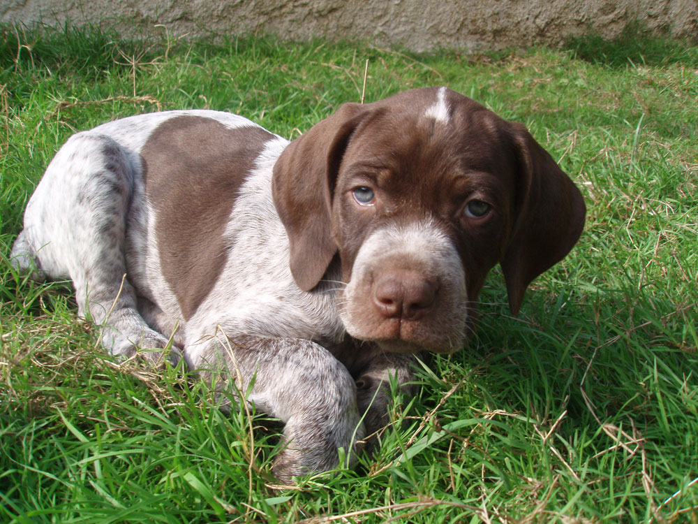Cães & Cães: Braco Francês Tipo Pirineus - 01