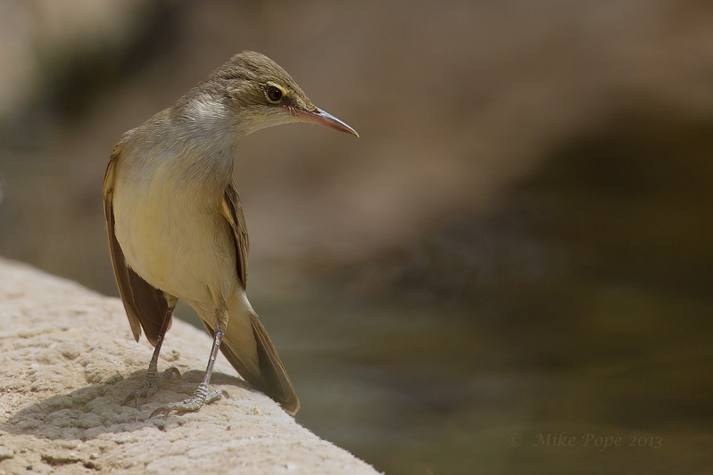Kuwait Birding: Exploring the Jahra Area