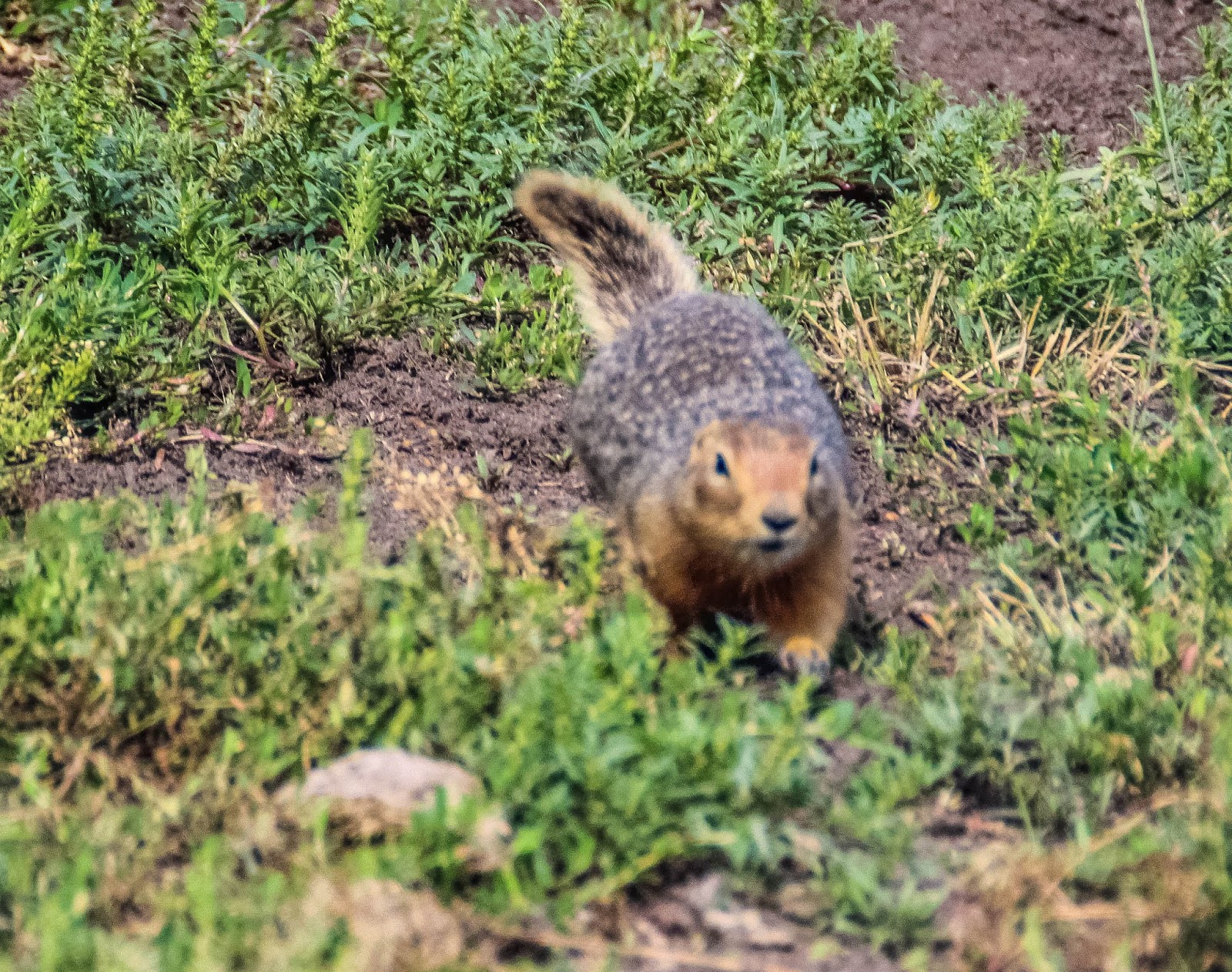 Cannundrums: Arctic Ground Squirrel