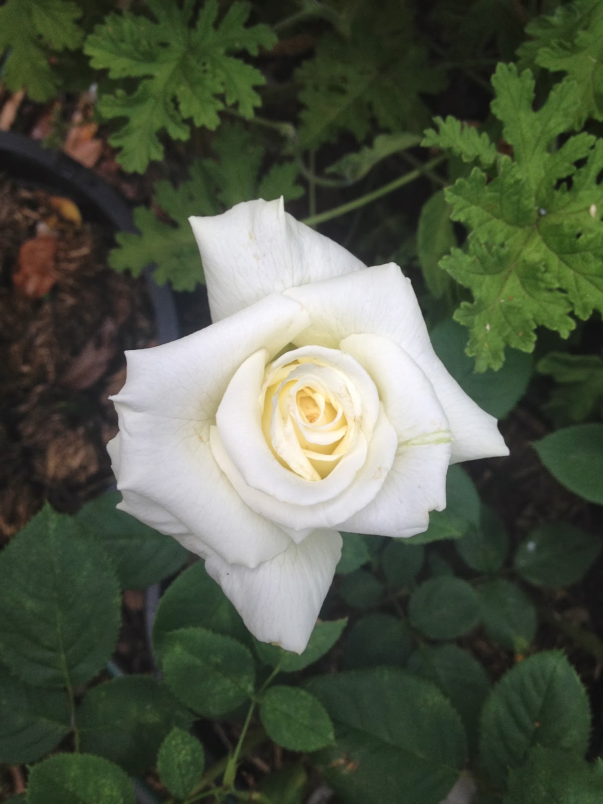 Platy's Garden Ramble: Summer Roses - What's Looking Good This Week