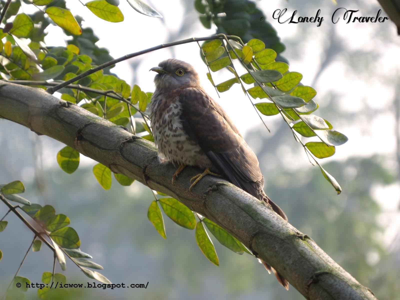 Common hawk-cuckoo - Hierococcyx varius