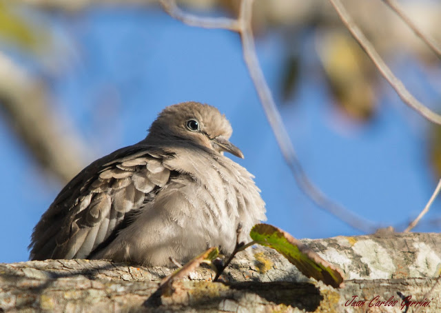 Aves Rosario de la Frontera Salta: Torcacita Común, compañera urbana y ...