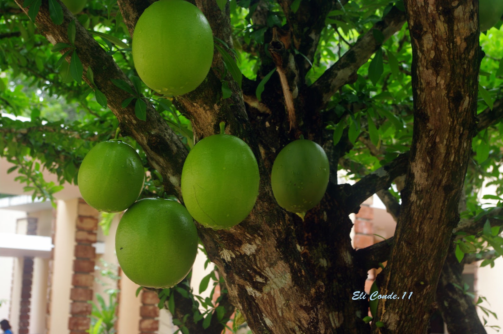 Con ojos curiosos en Rep.Dominicana: Higuero,frutos de calabaza de gran ...