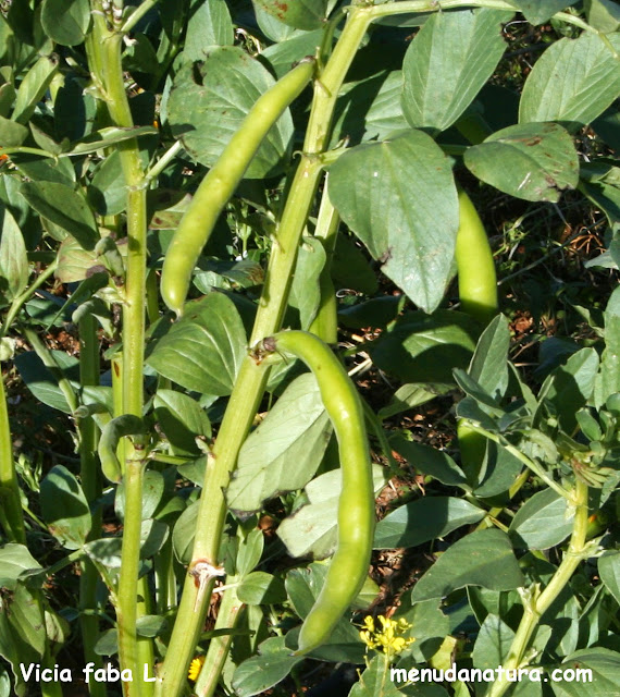 Menuda Natura: Vicia faba L.