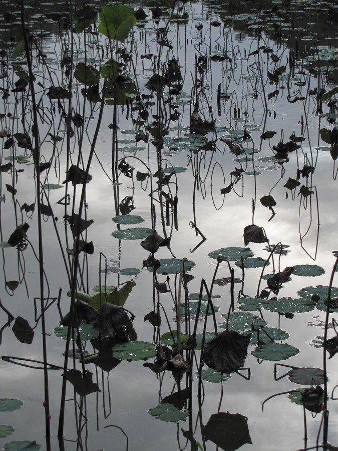 Puli, Wushe & Cingjing Farms, Taiwan (浦里/霧社/情境农场)