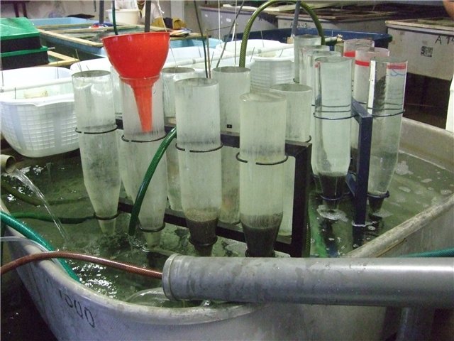 СЛЕДУЯ МЕЧТАМ - FOLLOWING MY DREAMS: Один день из рыбоводной жизни ...