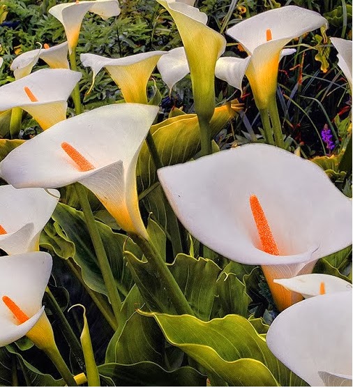 Material de Educación 1º a 8º Básico: Las Flores y tu personalidad.