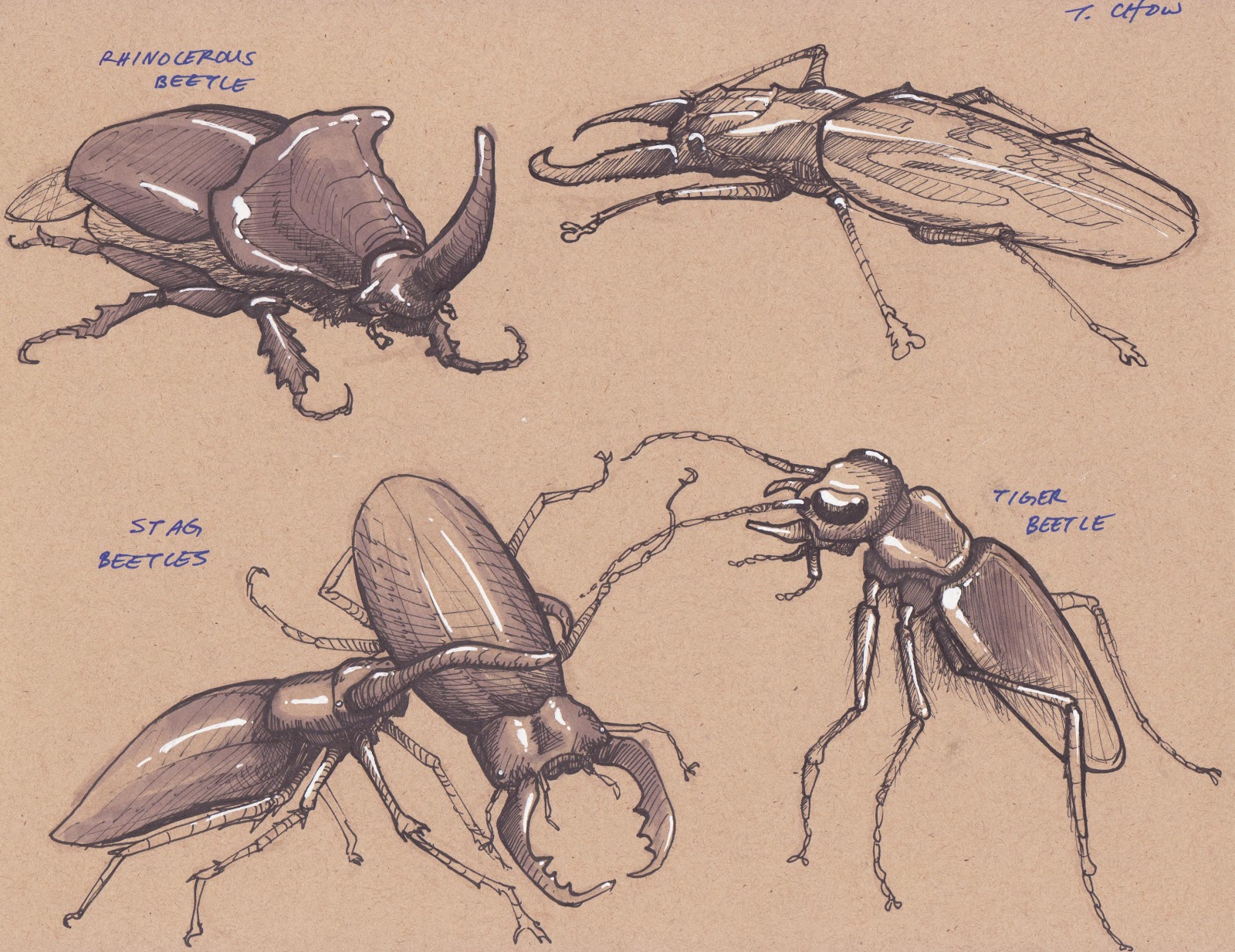 Tyler Chow: Dynamic Sketching - Week 4 - Insects