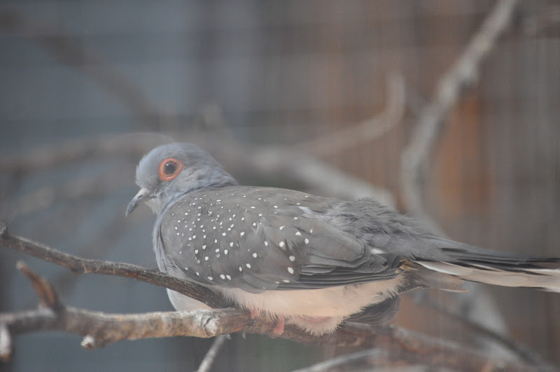 ZOOTOGRAFIANDO (6.100 ANIMALS): TÓRTOLA DIAMANTE / DIAMOND DOVE ...