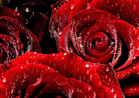 Cute Wallpaper's: Cute Red Roses