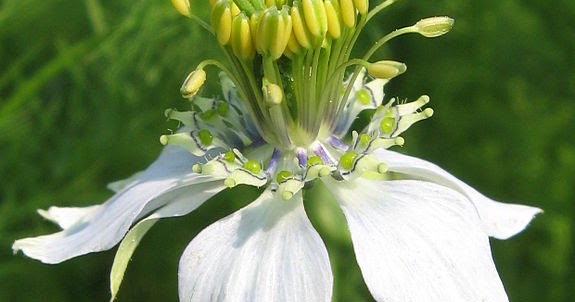 Khasiat Dari Alam: Khasiat Habbatus Sauda (Jinten Hitam)