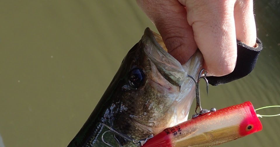 Chug-Chug! Rush, At Ease!: Small bass