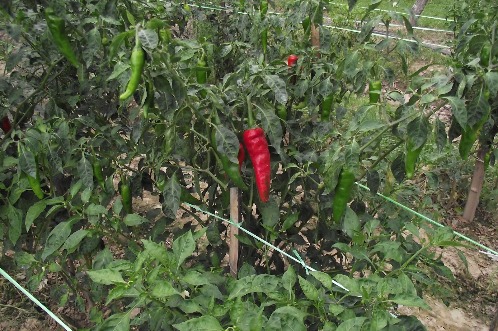 Baja Foliar Mekar Super Grow: TANAMAN CILI BESAR DI PAPAR