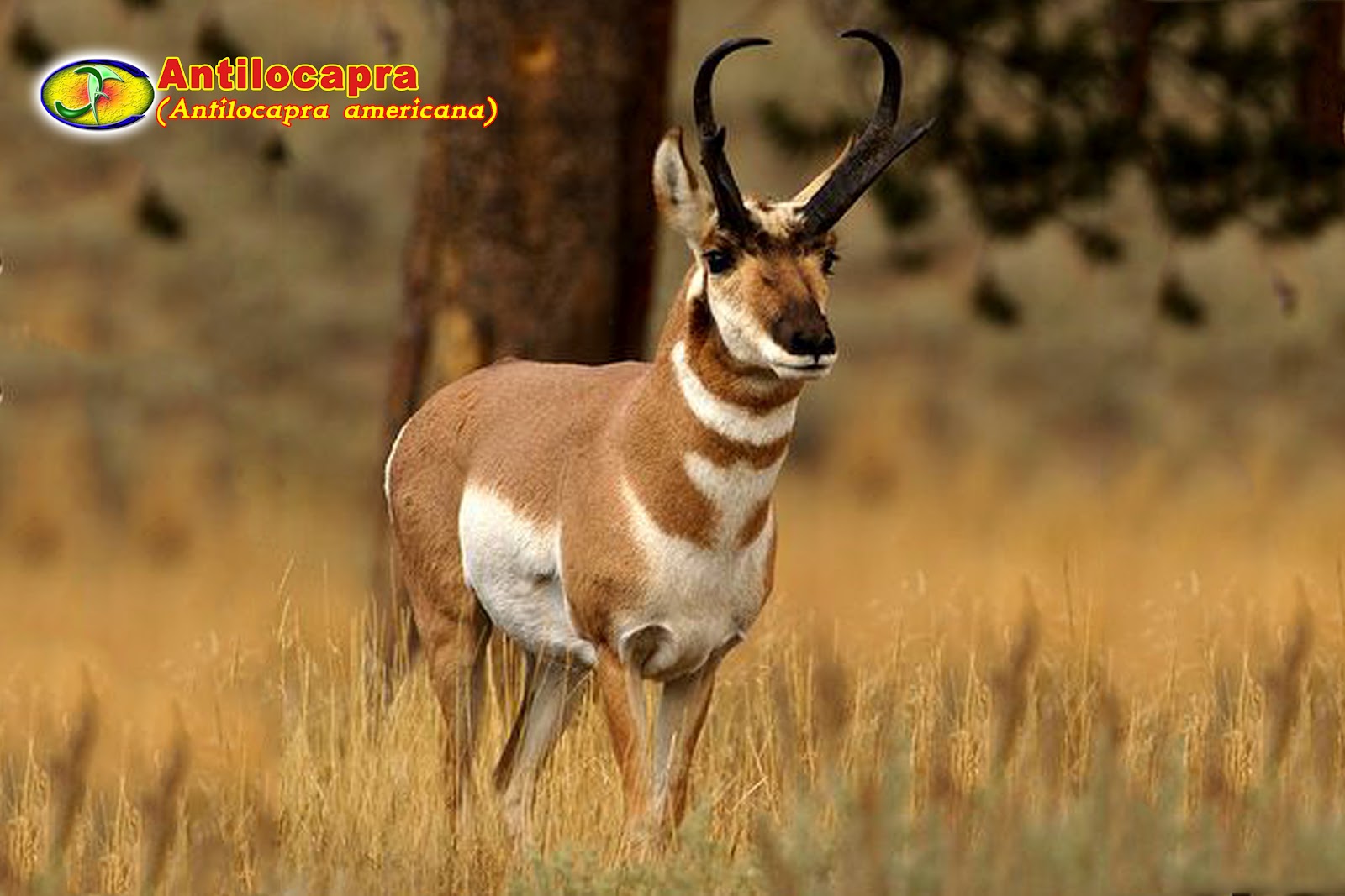 Mamíferos: Antilocapra-americano (Antilocapra americana)