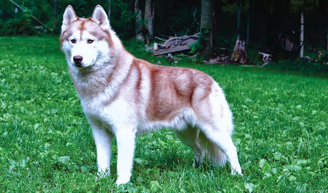 Siberian Husky Profile And Cute Hd Wallpapers 2014 | Animals HD Images