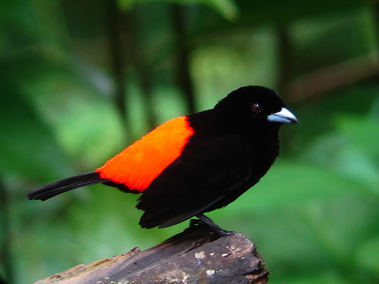Wild life: Antbird | wild birds