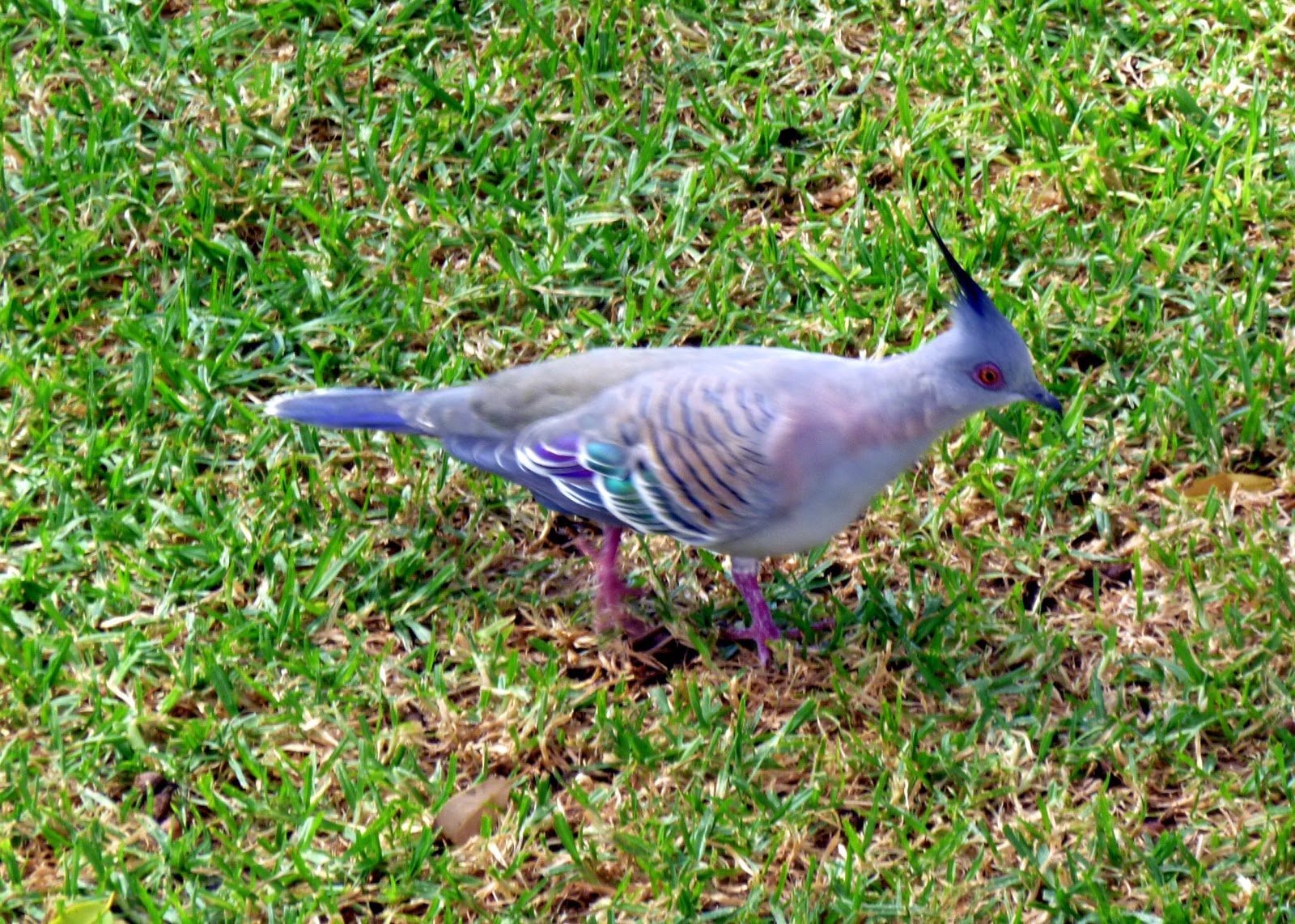 don sees the world: Travelogue: Australia – Weekend Side Trip: Uluru ...