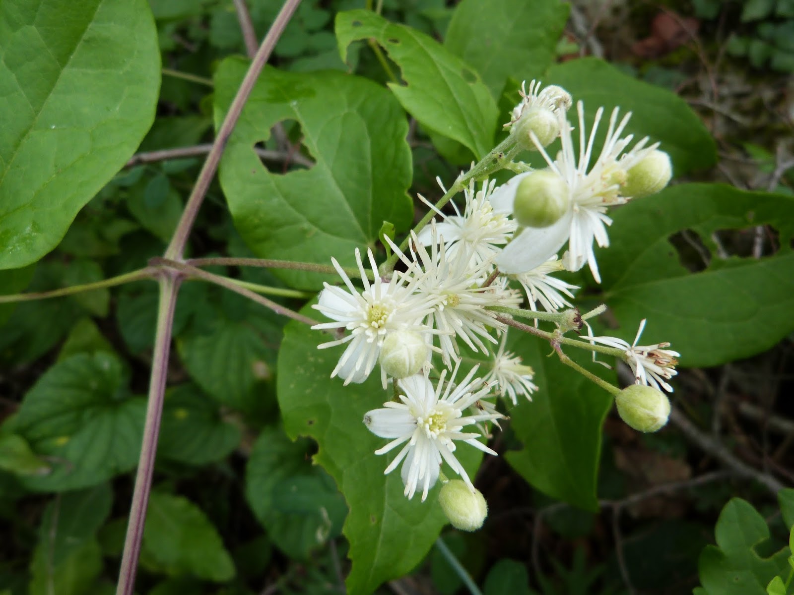 Frumusetile naturii: Curpenul de padure (Clematis vitalba)