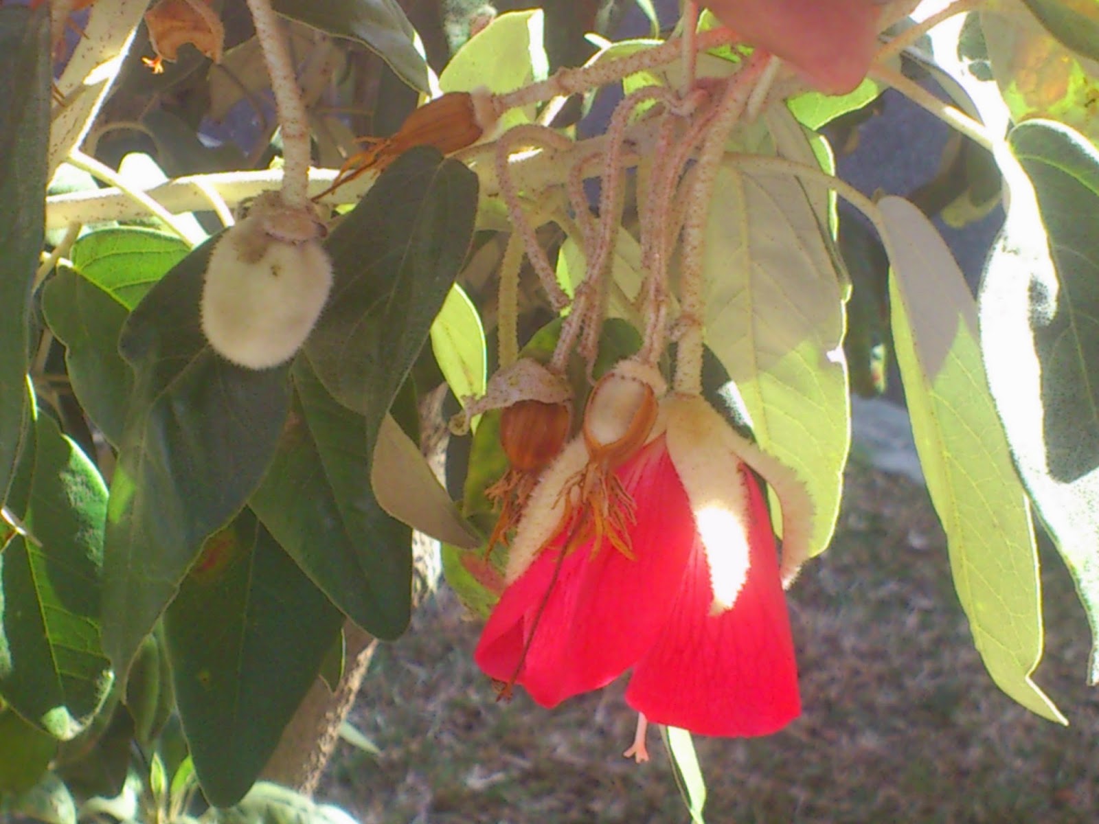 Bonsai Mauritius: Trochetia Boutoniana National Flower of Mauritius