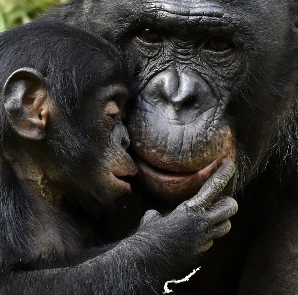 GRANDES SIMIOS PATRIMONIOS VIVOS DE LA HUMANIDAD