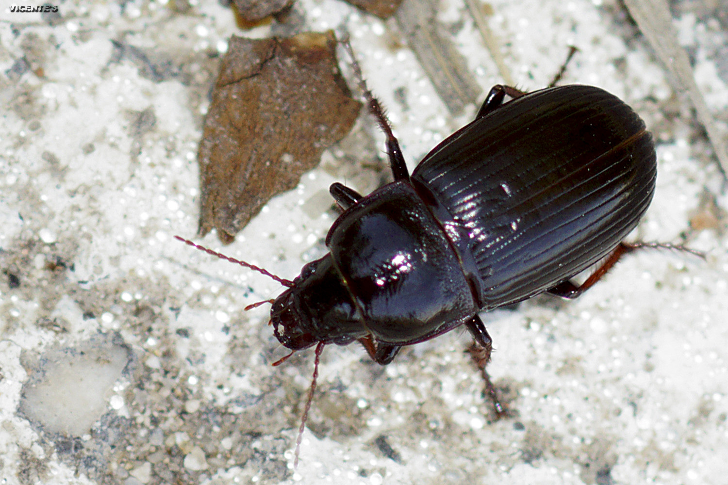 Fauna silvestre de Hormaza: Zabrus tenebrioides