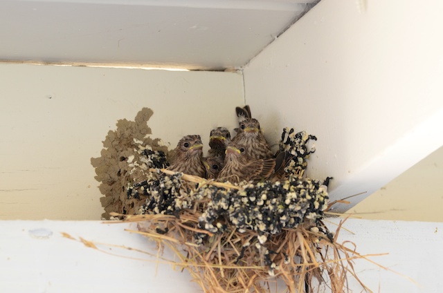 Dipper Ranch: First Flight of the Humble House Finch