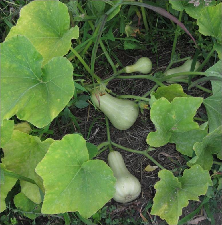 Horta de fim-de-semana: Que lindas as abóboras!