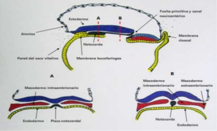 EMBRIOLOGIA - MEDICINA - PRIMER SEMESTRE: TERCERA SEMANA DEL DESARROLLO ...