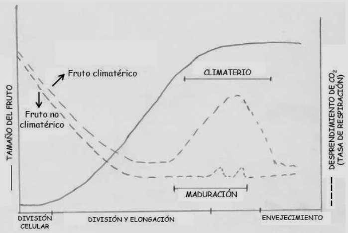 PostcosechaUPV: Frutos Climatéricos y No Climatéricos