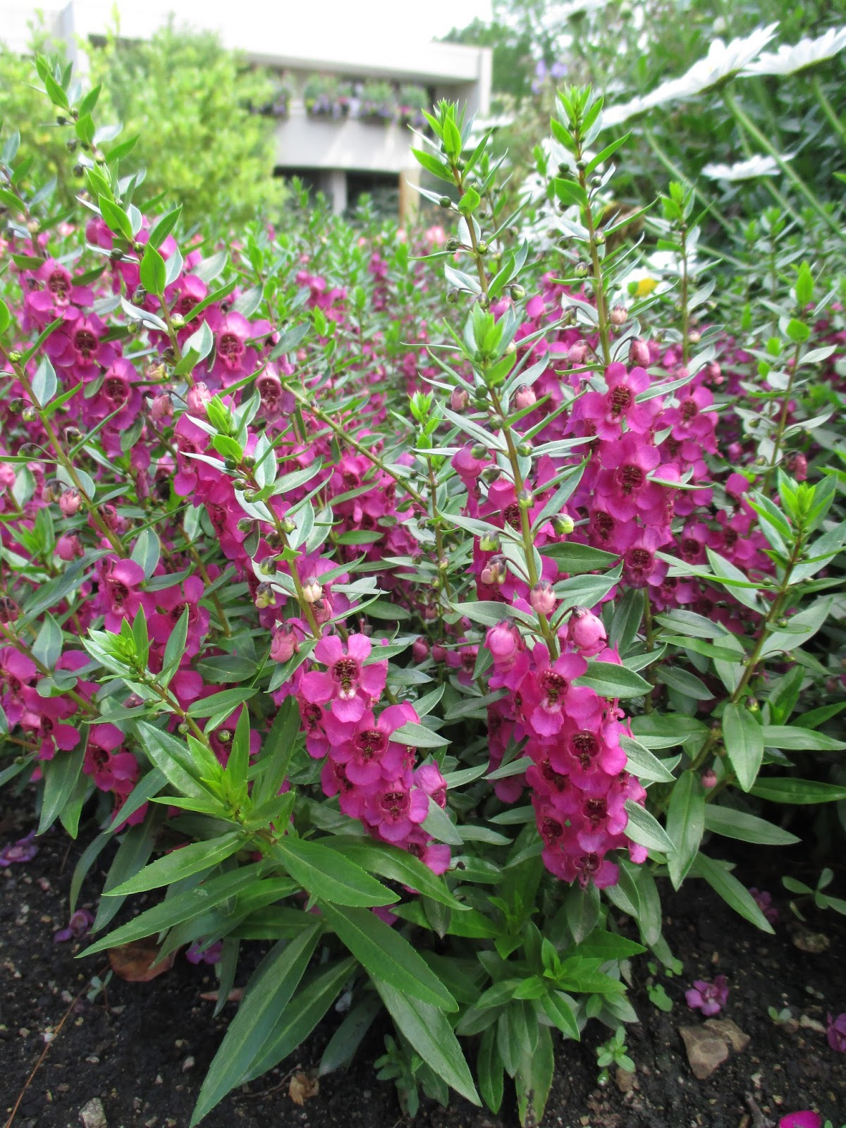 Rotary Botanical Gardens - Hort Blog: Meritorious Summer Snapdragons ...