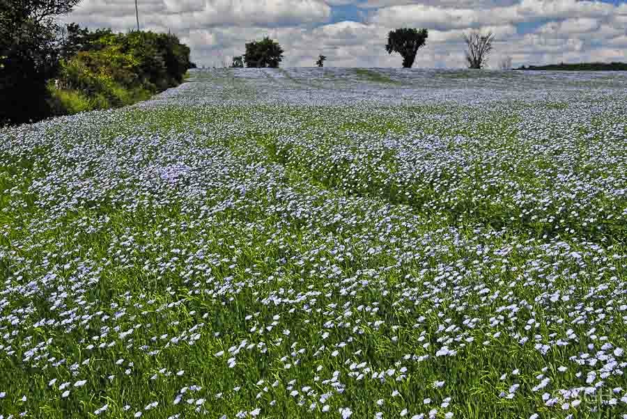 Seasons in the Valley + Furry Gnome's Adventures: Beautiful Blue Flax ...