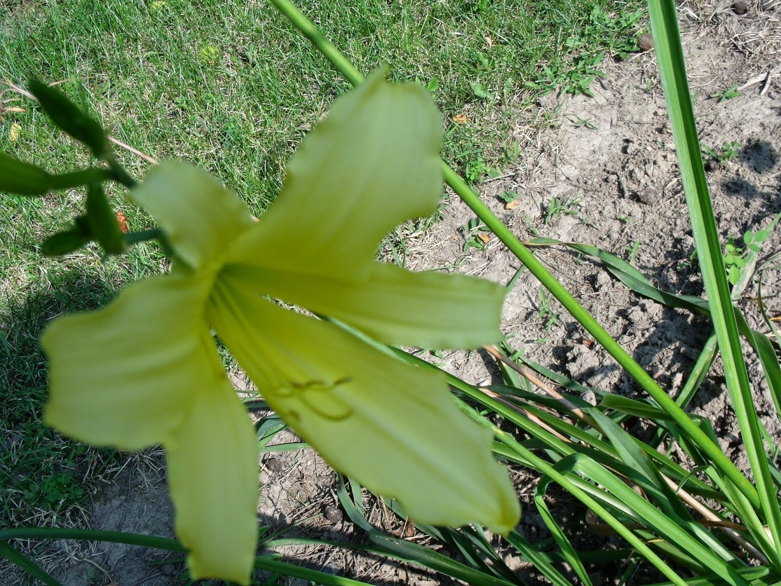 Gear Acres at Top of the Hill: Rethinking future flowering plant purchases