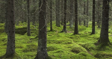Längre inåt landet: Barrskog