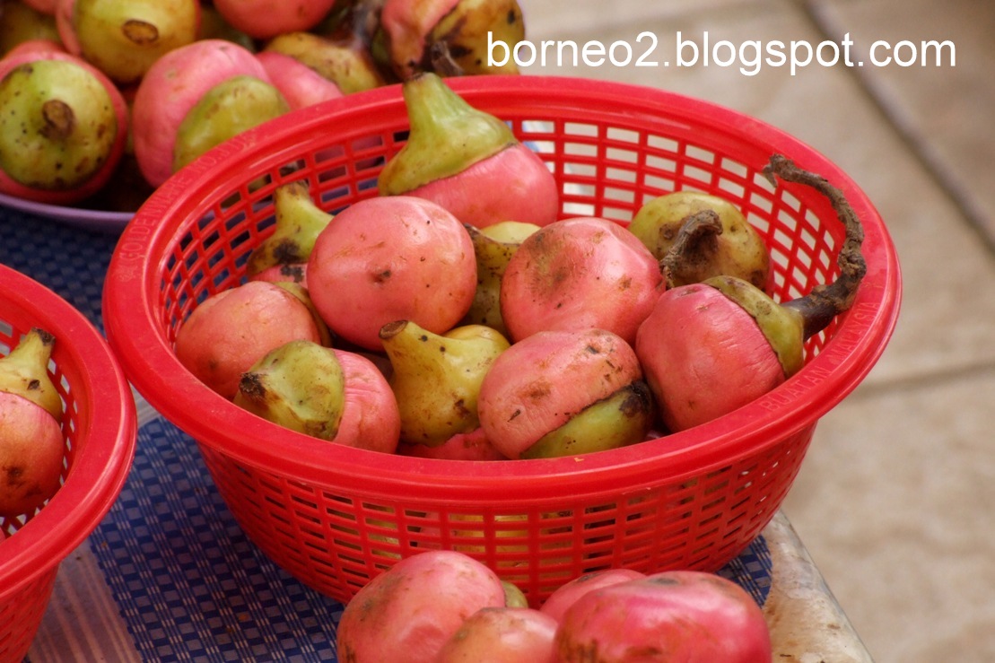 Borneo Island, Awaken To A Different World: Engkalak - Litsea Garciae