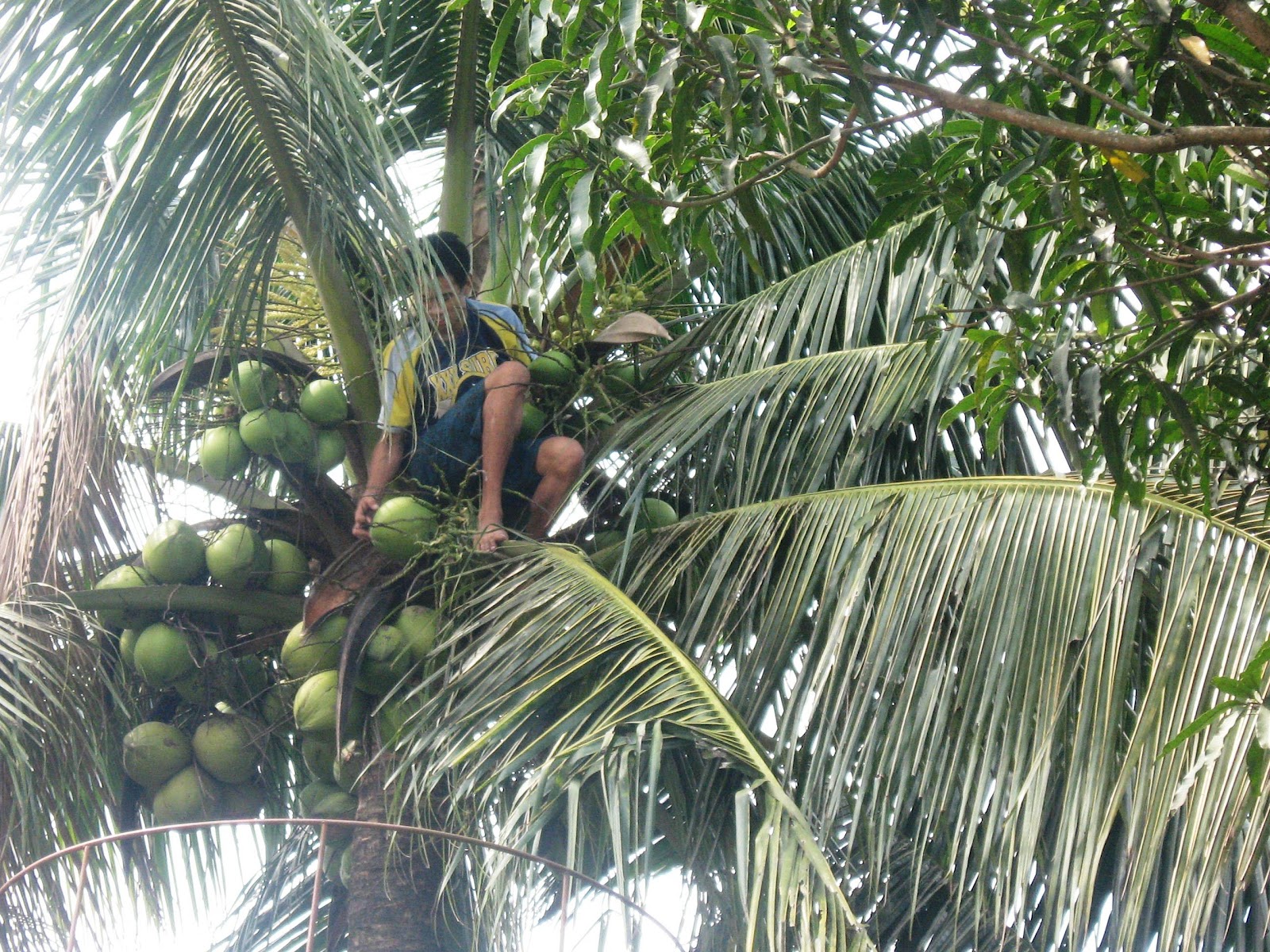 LtDan'sKitchen.com: Buko Fruit Salad