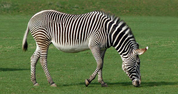 Zebras Animal Info And Pictures | All Wildlife Photographs