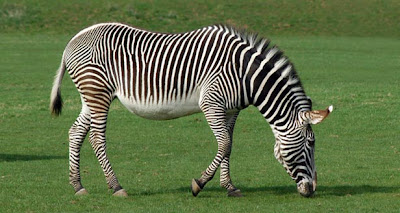 Zebras Animal Info And Pictures | All Wildlife Photographs