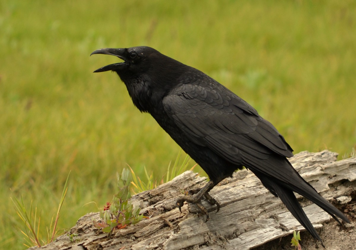 Woods Walks and Wildlife: A Busy Raven and More at the Marsh